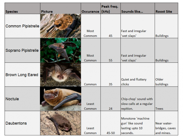 My Experience of Bat Surveying - Get Kids Into Survey